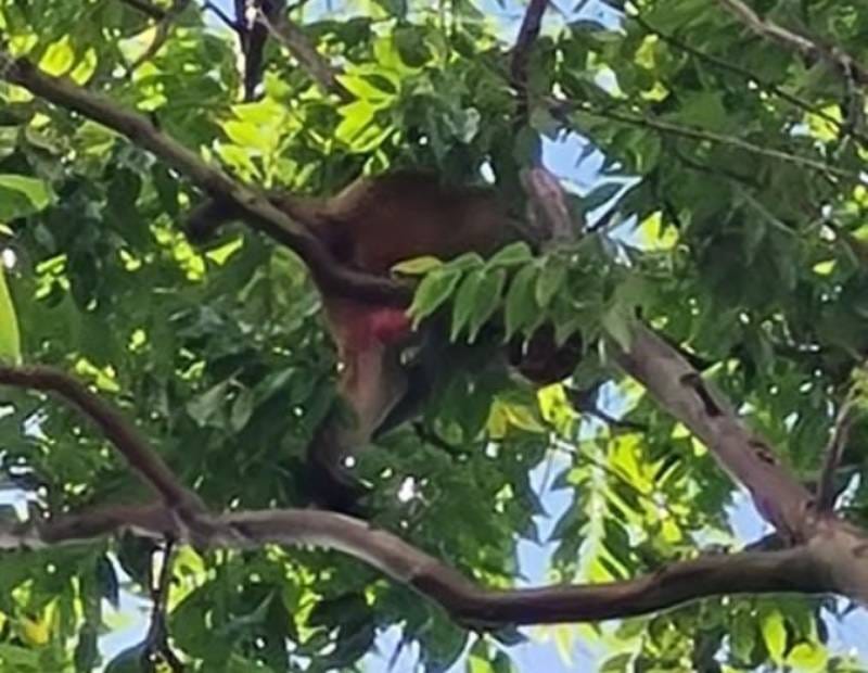 Puerto Rico: un mono suelto en Santurce es el centro de atención
