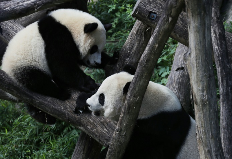Conoce a Bao Li y a Qing Bao: los nuevos pandas que regresan a Washington DC