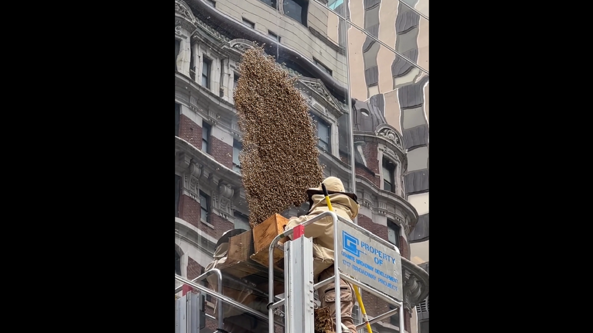 Un enjambre de abejas invadió las cercanías de Times Square, en Nueva York